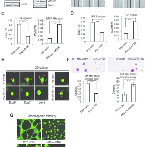 Hypergeometric Test For Biological Processes Enrichment Download