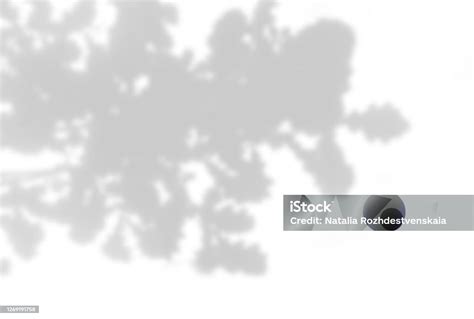식물 그림자의 여름 배경 하얀 벽에 참나무 잎의 그림자 흰색과 검은색으로 사진을 오버레이하거나 조롱합니다 0명에 대한 스톡 벡터