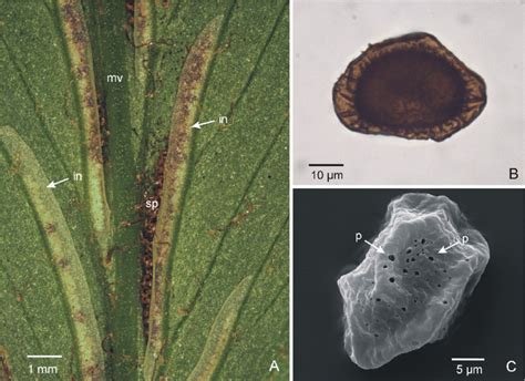 Sori And Spores Of Asplenium Achalense A Abaxial Surface Of A Pinnae Download Scientific