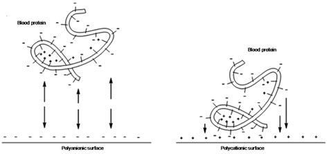 The Behavior Of Proteins In Contact With Polyanionic And Polycationic