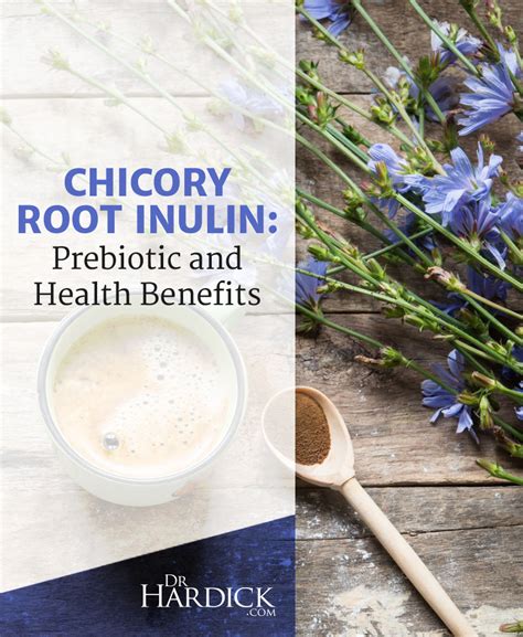 Prebiotic Benefits Of Chicory Root Inulin Drhardick