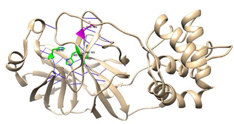 Chimera Representation Of The Mpro Active Site H Bond Network Blue