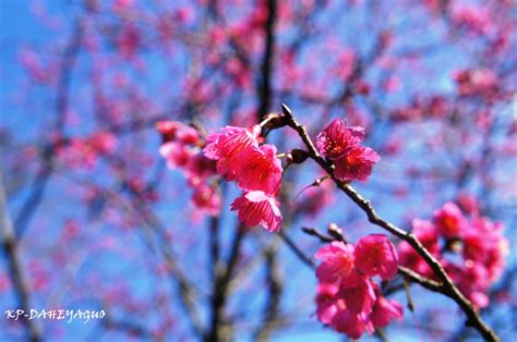 One Year In Taiwan หนึ่งวันกับ หยางหมิงซาน Yang Ming Shan 陽明山－taiwan