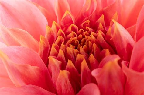 핑크 옐로우 화이트 신선한 달리아 꽃 매크로 사진 핑크 배경 밝은 색상과 노란색 흰색 하이라이트를 강조 하는 컬러그림 어머니의 날 배경 0명에 대한 스톡 사진 및 기타