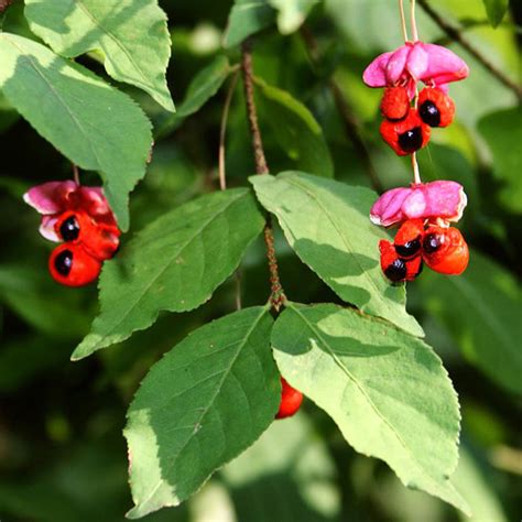 Бересклет бородавчатый - Euonymus verrucosus
