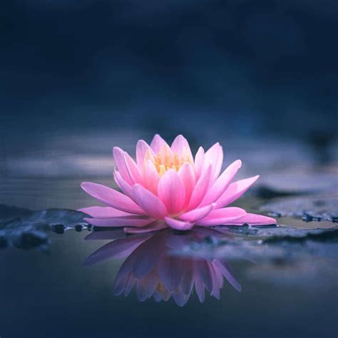 Powerful Symbols With Deep Meanings Awakening State