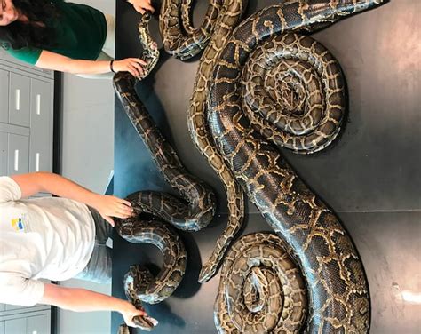 Florida Snake Trackers Unearth Massive Python Sex Den Cbc Radio