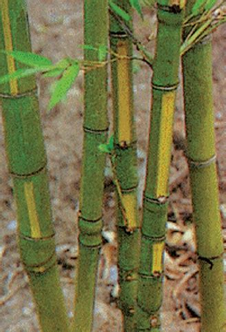 Phyllostachys Aurea Flavescens Inversa RezO Plant