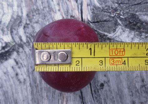 Purple Heart Hybrid Plum Fedco Trees