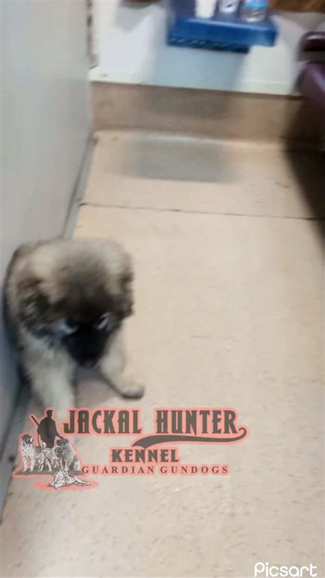 Jackal Hunter Kennel Jackal Hunter Kennel Caucausian Shepherd Pup 2
