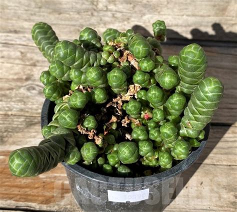 Shpr15190 Crassula Barklyi Cactus Online