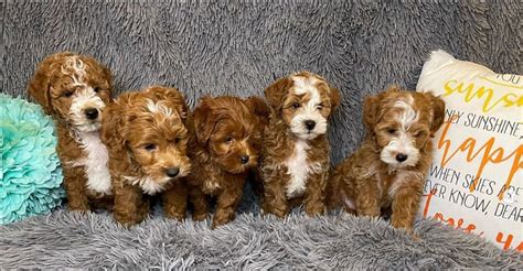You Are My Sunshine Doodle Goldendoodle Puppies For Sale