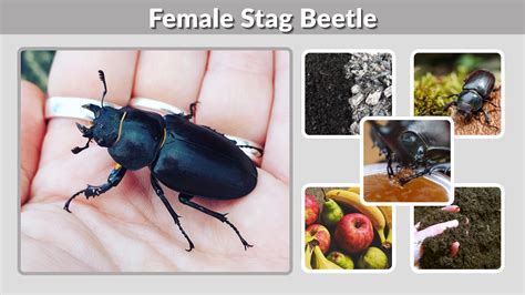 Female Stag Beetle Identification Care And Key Facts