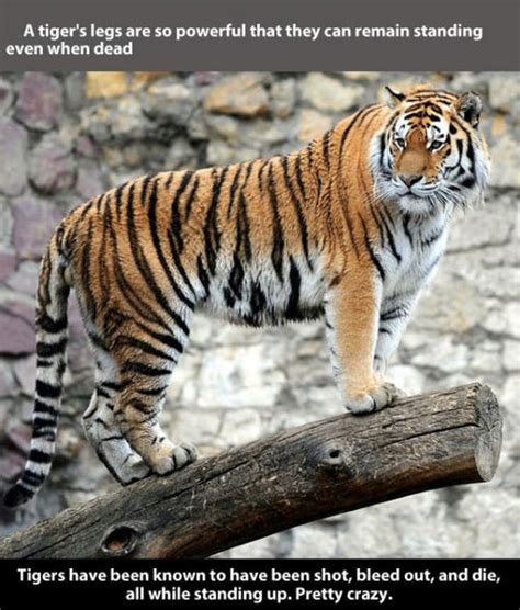 Fun And Fascinating Facts About Tigers 22 Pics