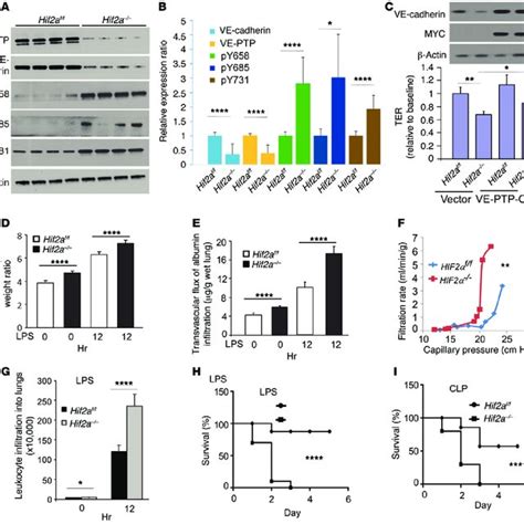 Signaling Pathways Regulating Hif2α Induced Ve Ptp Expression A In