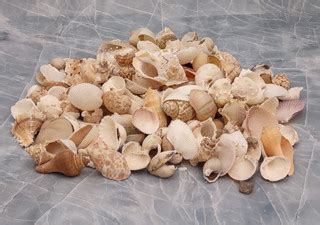 Seashell Assortment