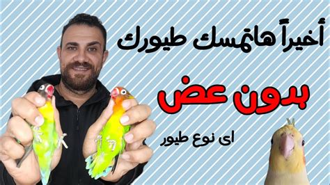ازاى تمسك طيورك بدون عض😀 ولماذا يلجئ المربي لامساكها🤔 Youtube