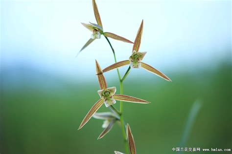细叶寒兰新品绿杆彩花0起拍1苗 兰花交易网