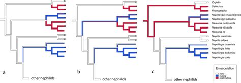 Three Equally Parsimonious Scenarios Of Emasculation Evolution In