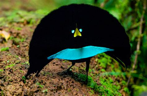 From Courtship To Choreography 33 Fascinating Birds That Mastered The