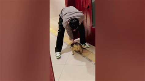 我家土拨鼠只允许女生碰它😅 搞笑 萌宠 土拨鼠 Youtube