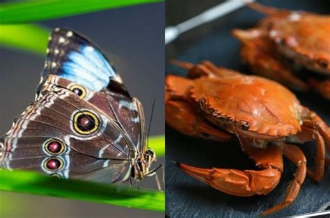 Ciri Ciri Arthropoda Beserta Jenis Dan Contoh Hewan Hewannya Lengkap