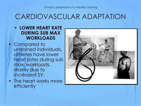 Ppt Chronic Adaptations To Training Powerpoint Presentation Id1185976