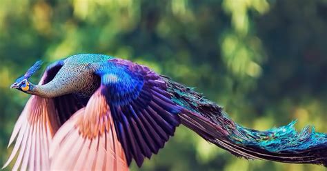 Tywkiwdbi Tai Wiki Widbee A Peacock In Flight
