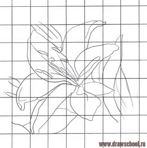 Как нарисовать лилию карандашом