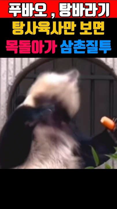 푸바오 탕바라기 되었어 오늘도 탕육사 보려고 목돌아가 한국 삼촌 부러운중 푸바오근황 Youtube