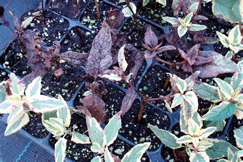 Damping Off What Steps Can Growers Take To Keep It Off The Ornamentals