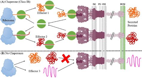 T3ss Chaperone Protein Function A Class Ib Chaperone Protein Green