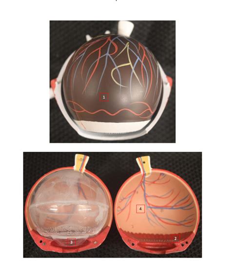 Visual System Diagram Quizlet Visual System Diagram Quizlet