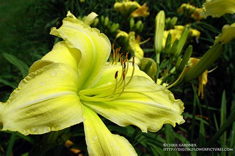Digital Flower Green Tarantula Daylily