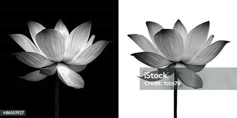 추상적임 Of 바하이 0명에 대한 스톡 사진 및 기타 이미지 0명 검은색 꽃 나무 Istock