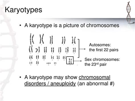 Pedigrees And Disorders Ppt Download