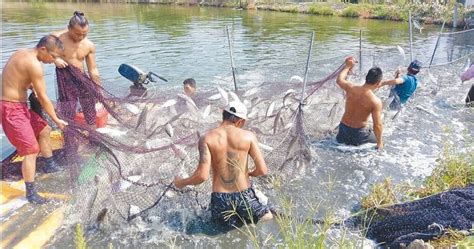 虱目魚漲2成 養殖業看得到、吃不到 生活 Ctwant