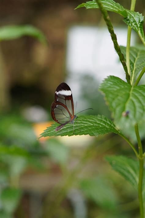 Glasswing Butterfly Photos Download The Best Free Glasswing Butterfly
