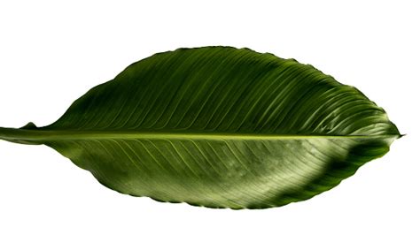 Spathiphyllum 또는 평화 백합의 큰 잎 흰색 배경에 고립 된 열대 단풍 클리핑 경로 0명에 대한 스톡 사진 및 기타