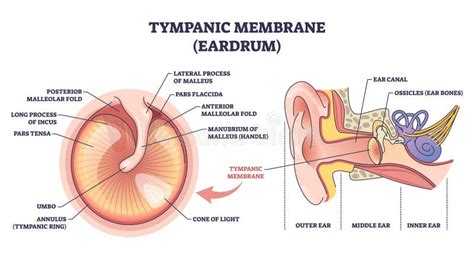 Tympanic Membrane Brief Diagram Shows Eardrum Anatomy And Sound Path Stock Vector