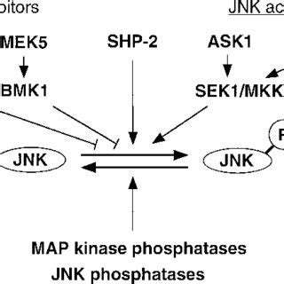 Multiple Mechanisms Regulate The Activity Of JNK Flowmediated Effects