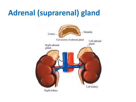 Endocrine System Lecture Pptx Thyroid Disorders Endocrine And
