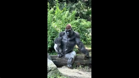 Большой брутальный сильный Горилла это самый большой примат на данный момент Средний