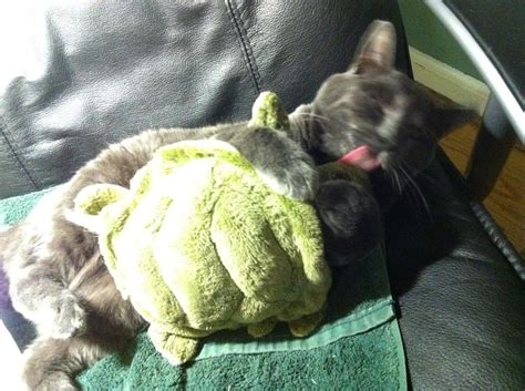 Cat Boner Farts Cats Penis Humping Ask Metafilter