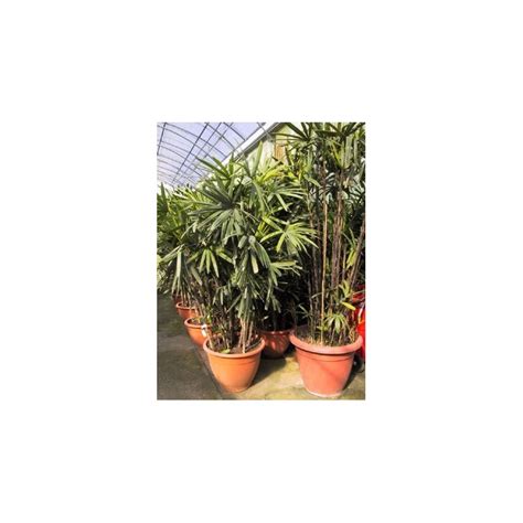Rhapis Humilis Palmier Chinois Palmiers Du Monde Taille Rhapis 25 30