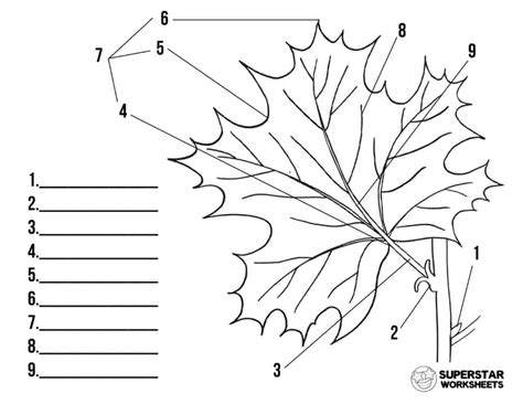 Different Leaf Shapes Worksheet At Nancy Hickman Blog