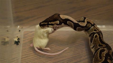 How To Feed A Ball Python Snake In Captivity