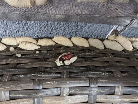 What Made These Little Cocoons I Found On My Outdoor Furniture R