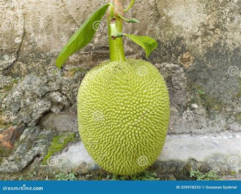 Young Jackfruit On Tree Royalty Free Stock Image 55990852