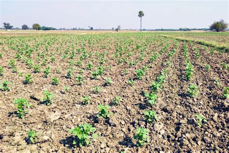 သာစည်မြို့နယ်တွင် ၂၀၂၁ ၂၀၂၂ ခုနှစ် မိုးကြိုချည်မျှင်ရှည်ဝါ ဧက ၁၈၀၀ စိုက်ပျိုးရန်လျာထား ၅၀၉